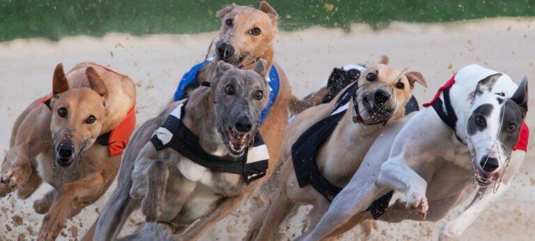 New Bill Targets Greyhound Racing In US, WV The Last Holdout