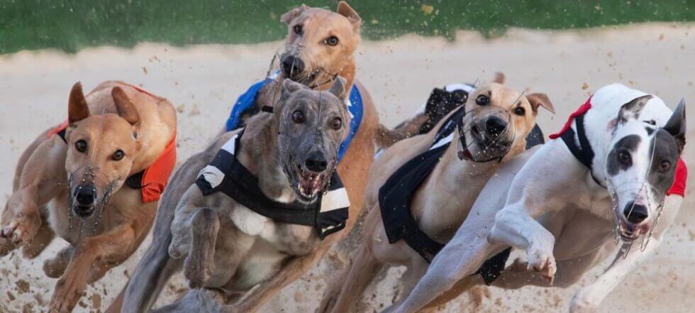 New Bill Targets Greyhound Racing In US, WV The Last Holdout